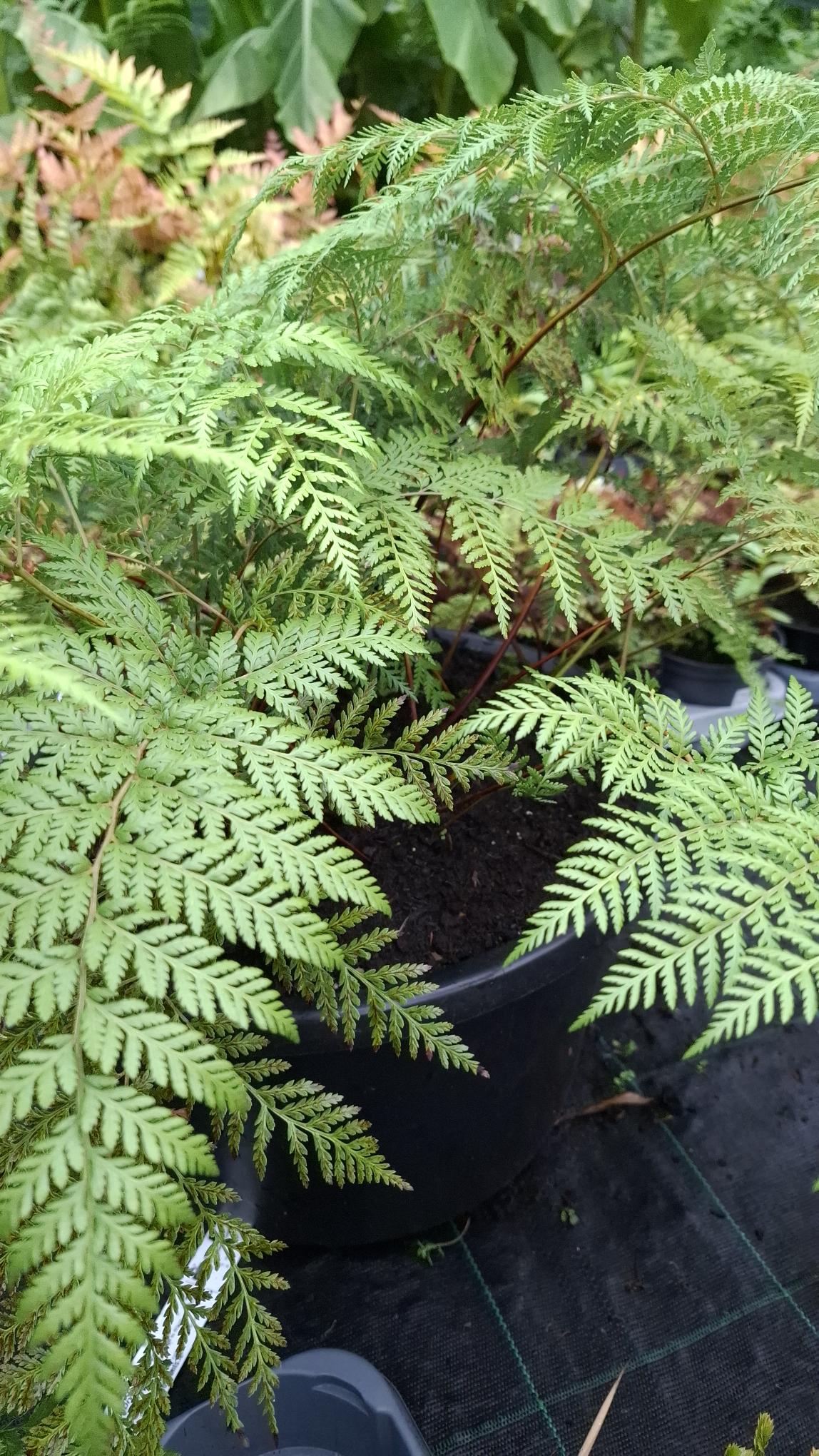 Dicksonia antarctica Hardy Tasmanian Tree Fern