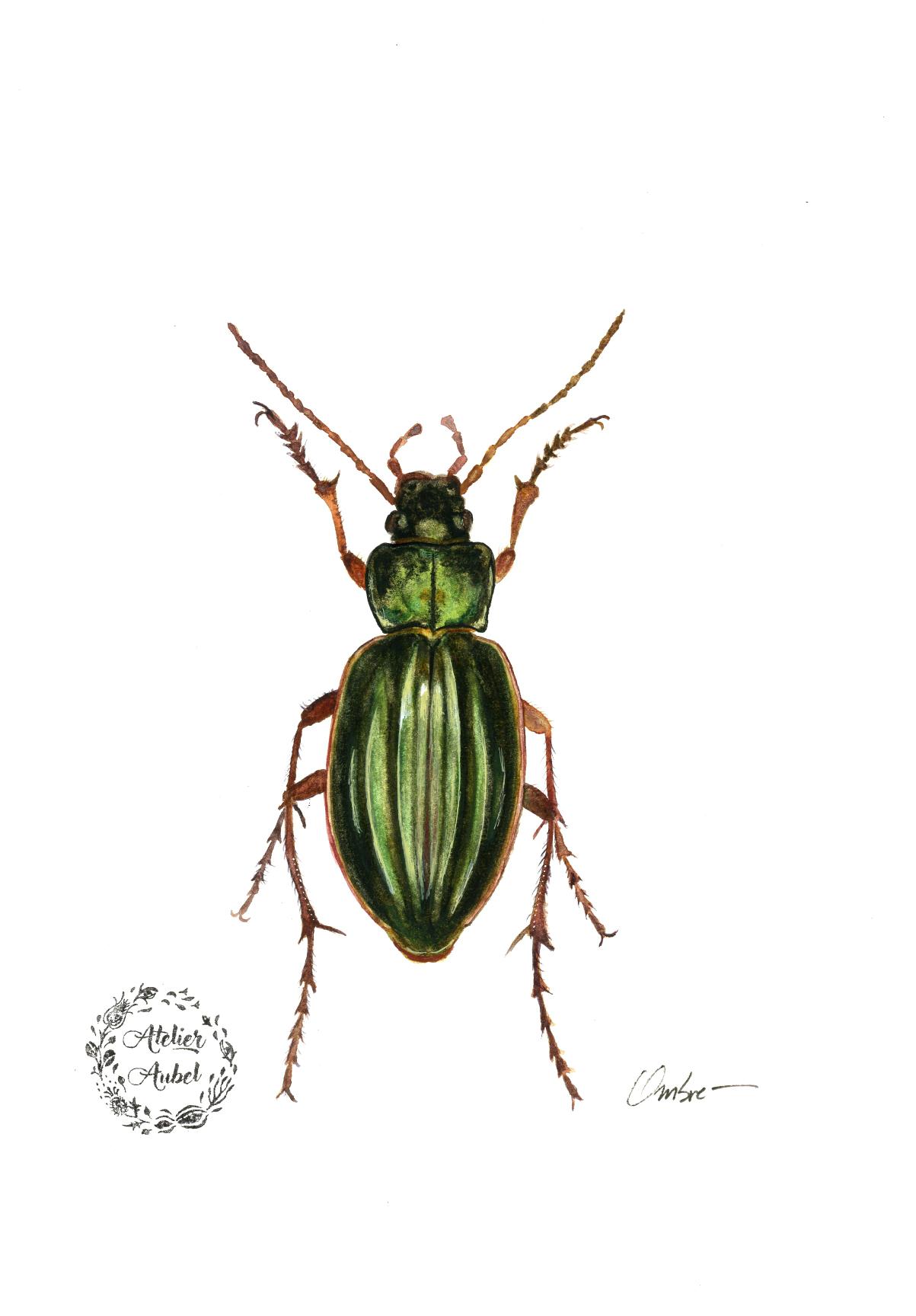 Carabus auratus